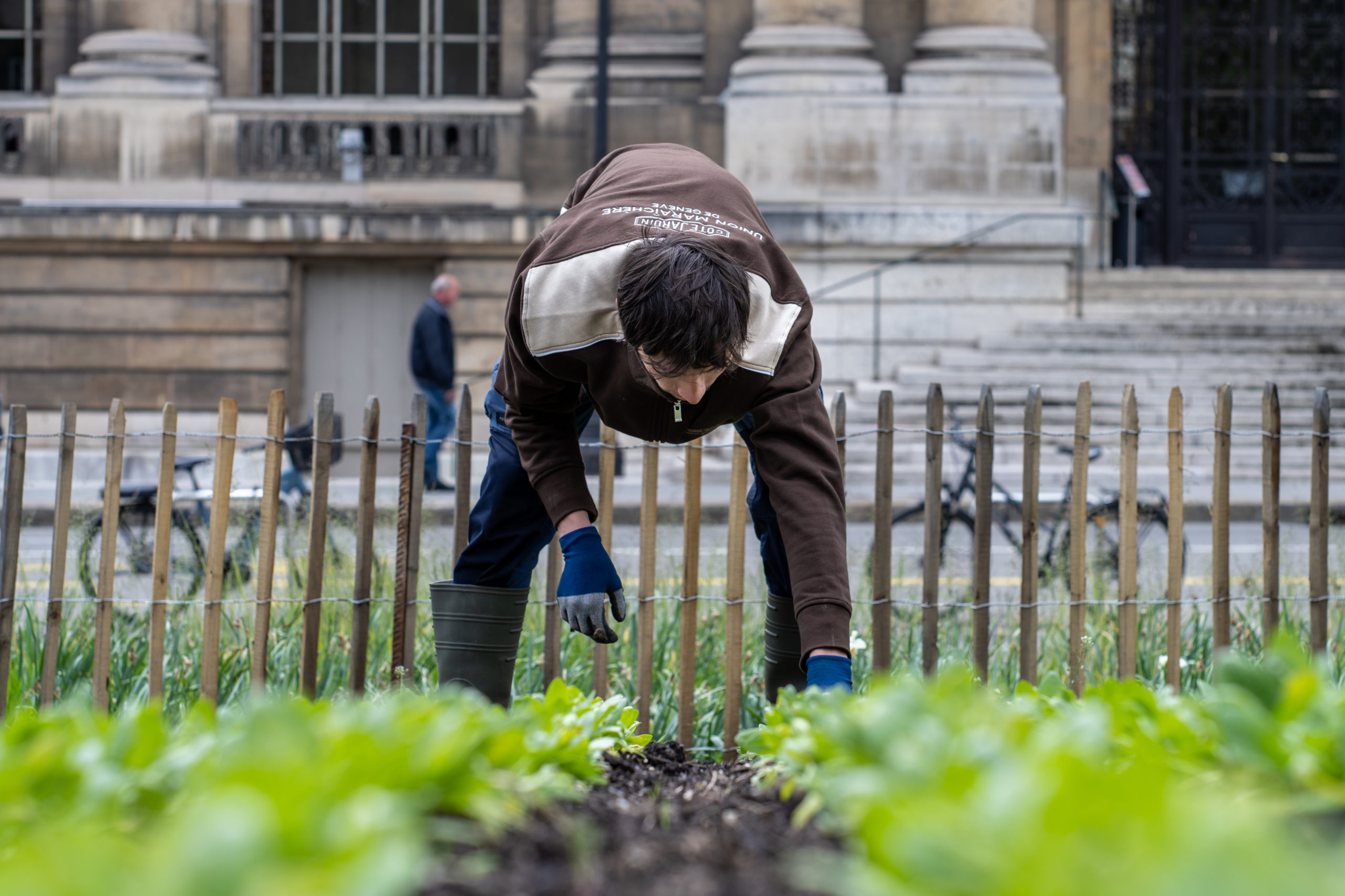 5 MAI - Les légumes sont plantés - Légumes en Ville